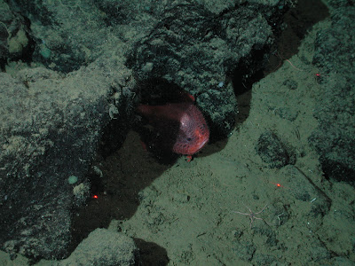 Real Monstrosities: The Little Red Coffinfish