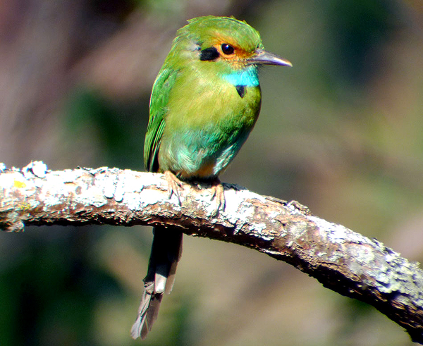 Bellas Aves de El Salvador: Aspatha gularis (momoto garganta azul ...