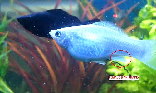 Fish Zone: Difference between male and female molly fish