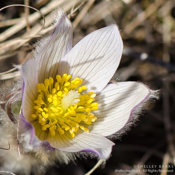 Prairie Wildflowers: Prairie Crocus Flowers Near Regina, Saskatchewan
