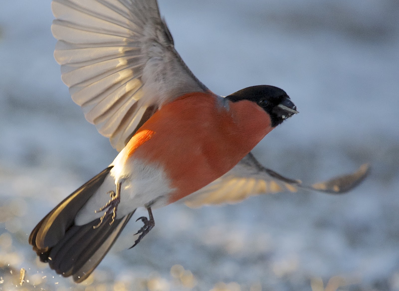 Naturfoto Einar Hugnes: Sultne og aktive småfugler på foringa