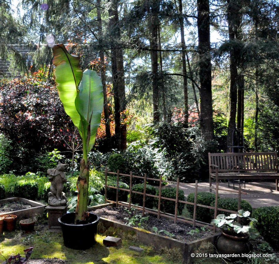 MySecretGarden: Abyssinian Banana Trees Overwintered