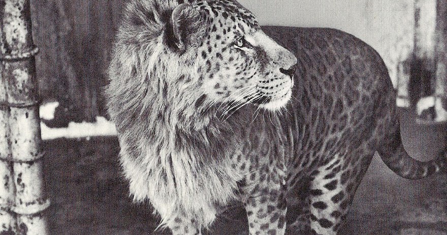 Liger - Meet the Largest Big Cat. : Leopon