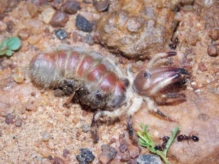 Biodiversity of Bharathidasan University: Camel spiders/wind scorpions ...