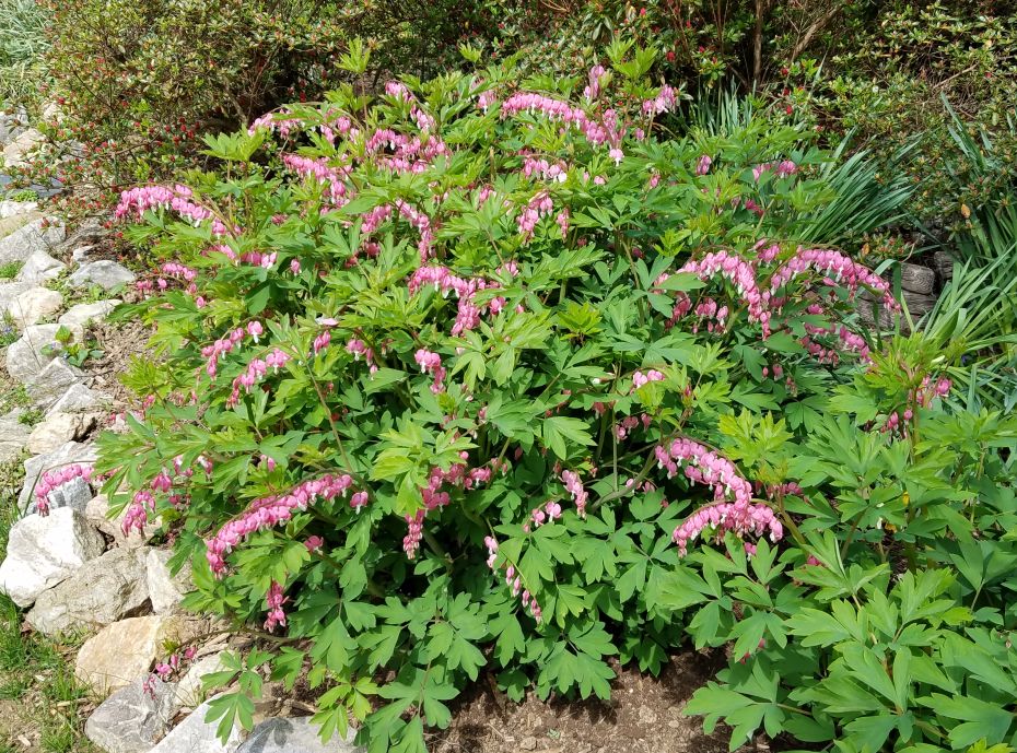 Future Plants by Randy Stewart: Dicentra / Bleeding Hearts