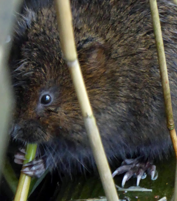Wild and Wonderful: My First Water Vole sighting of the year