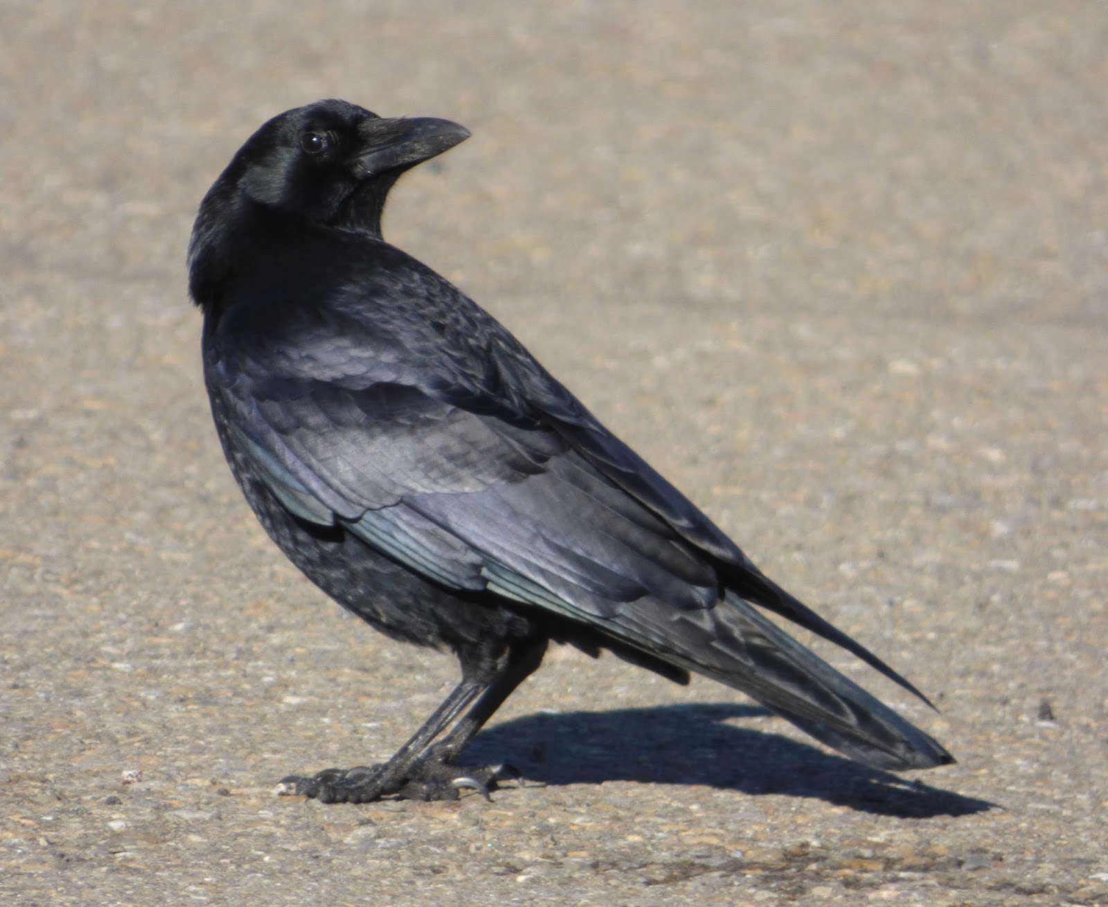 Blog de ornitología y observaciones en la naturaleza: Corneja negra ...