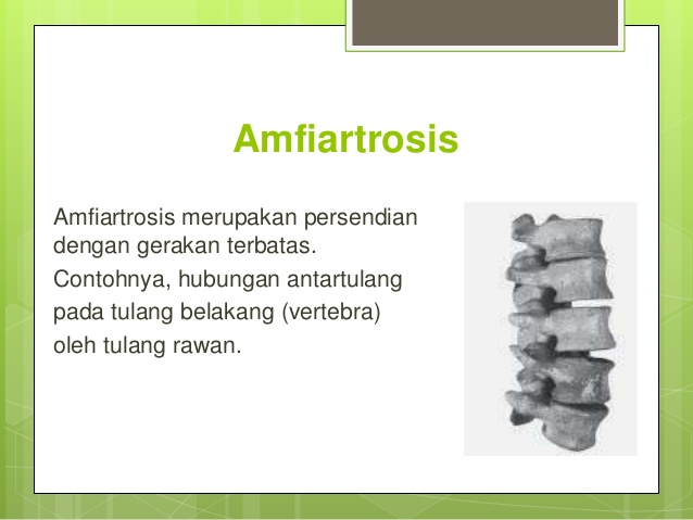 Jenis – Jenis Sendi pada Tubuh Manusia