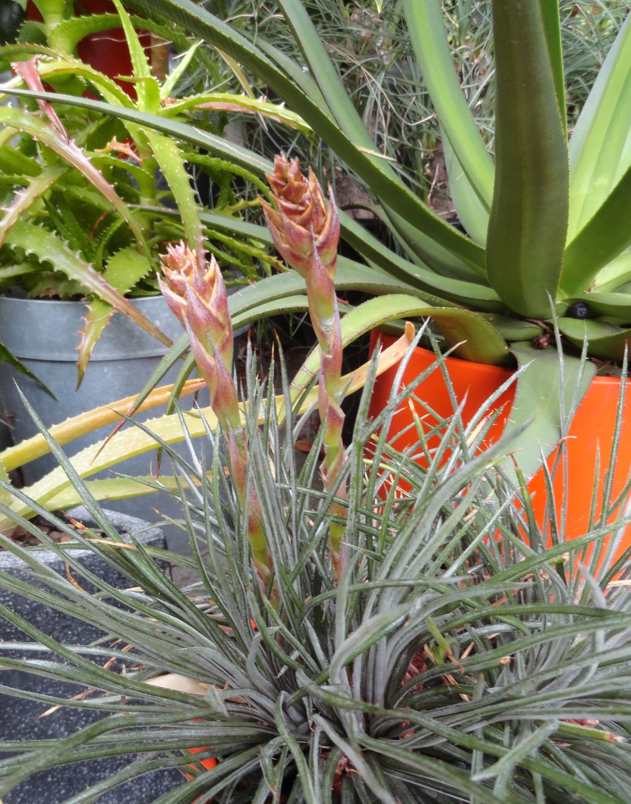 danger garden: August Bloomday blooms