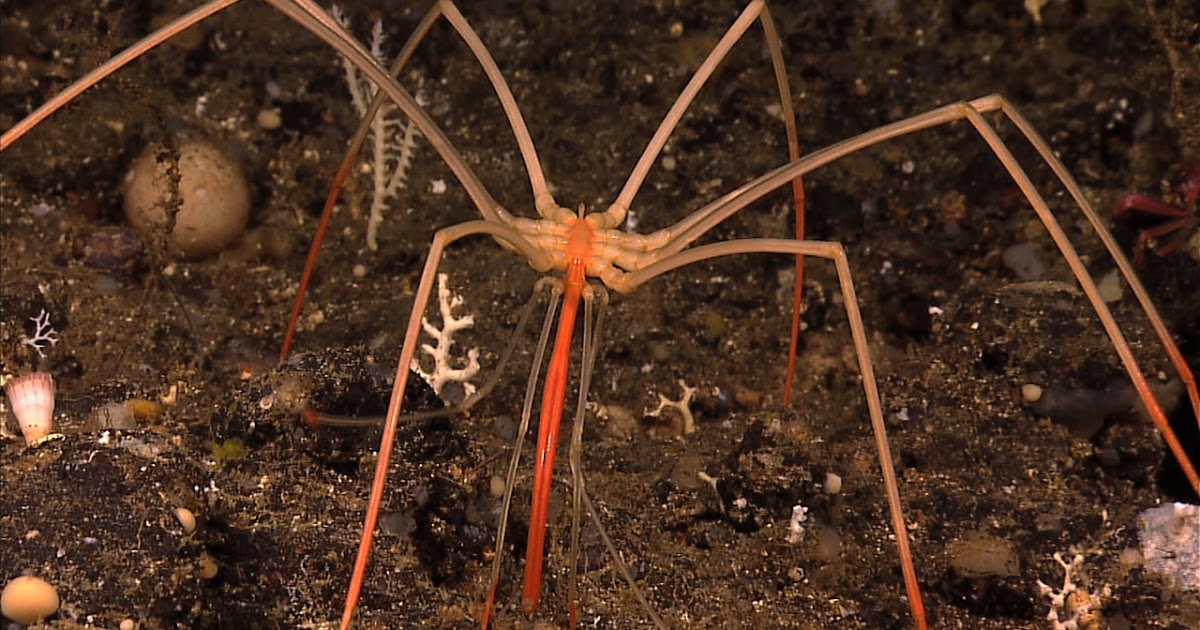 Cup3Tint3: Pycnogonida