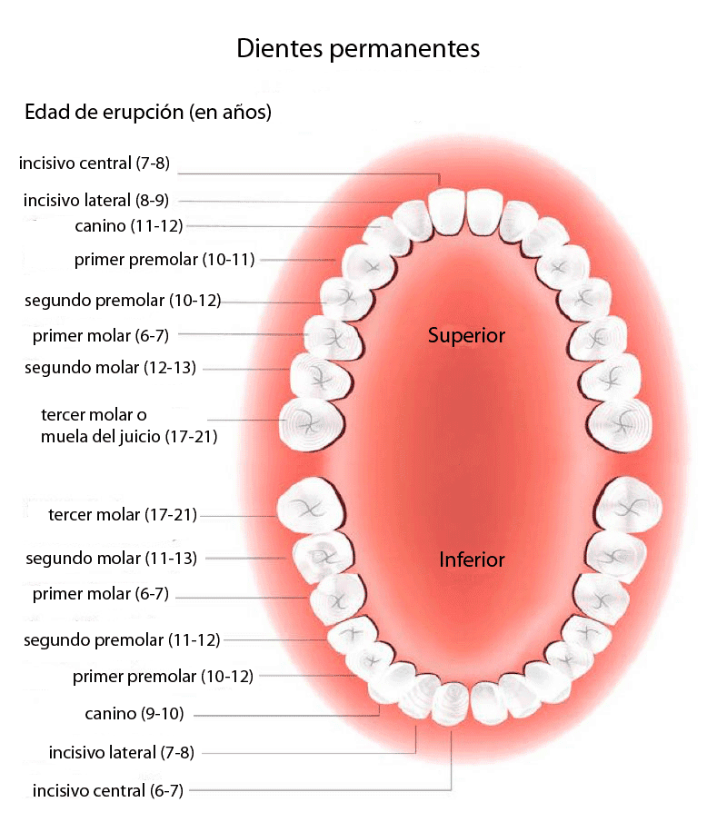Programa de promoción y prevención en salud oral_grupo 73: Dentición ...
