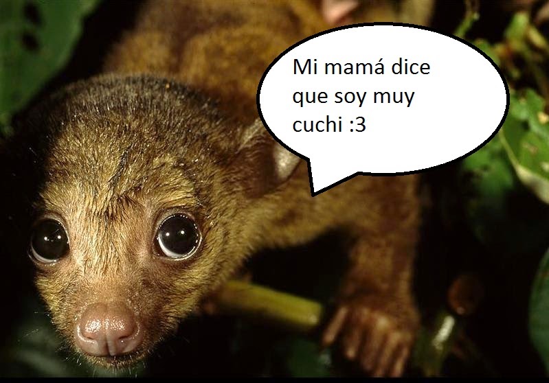 Diversidad de Patas: El Animal Más Cuchi