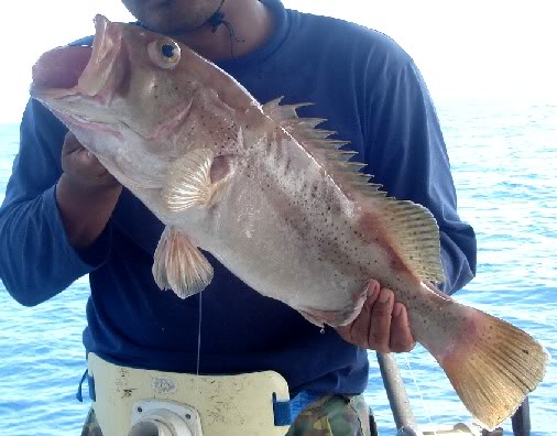 My Life: Famous Groupers @ Kerapu Family :-p