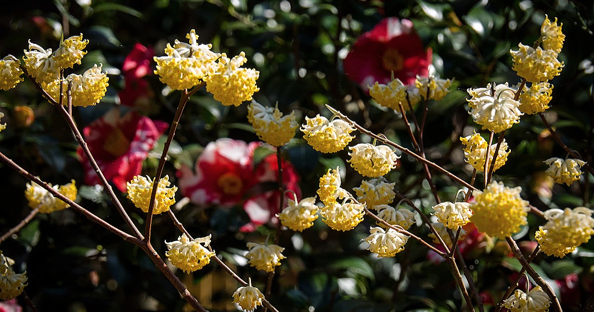 FROM THE GARDEN OF ZEN: Mitsumata (Edgeworthia chrysantha) flowers ...