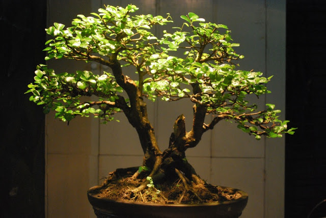 Mengenal Bonsai Rukem (Flacoutia indica Vs Flacourtia rukam) dan ...