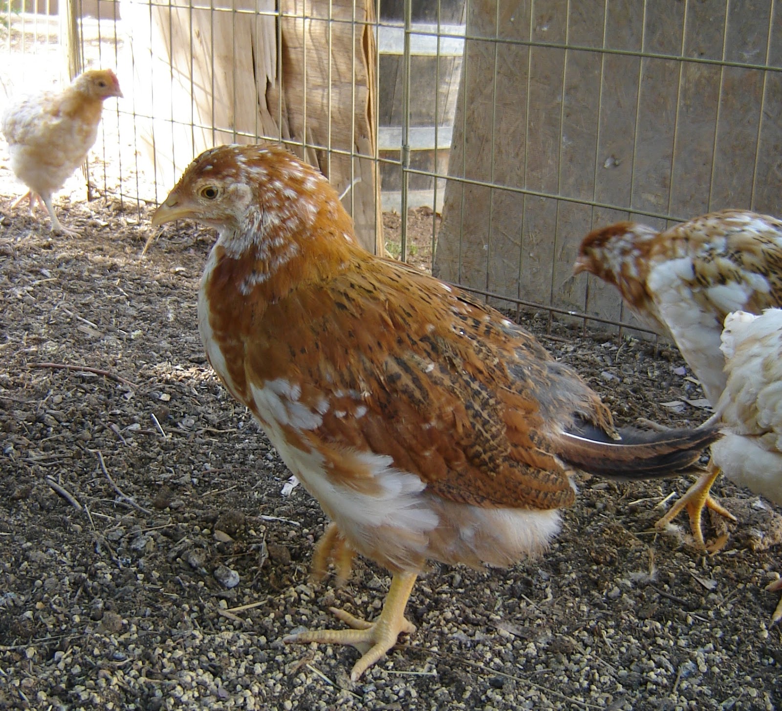 Aloha Chickens: Little Yellow Legs Babies