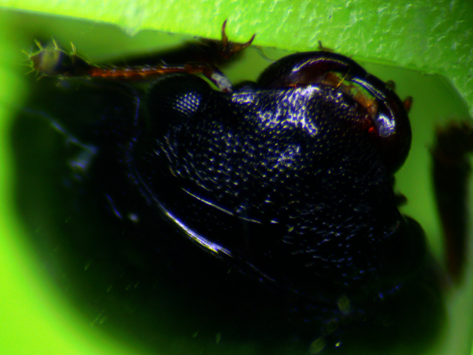 Small Hive Beetles- First Sighting