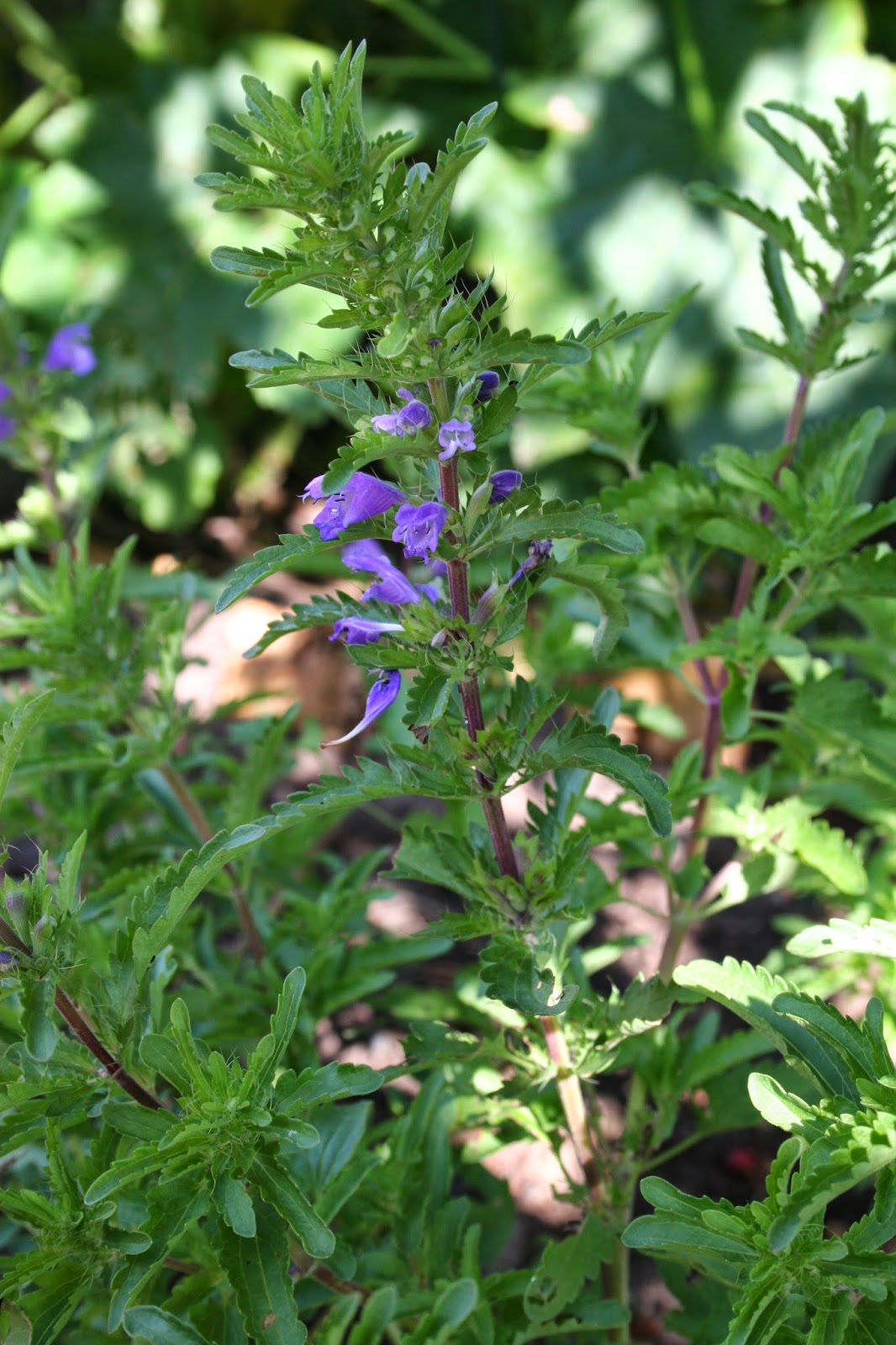 Siniunikon: Kotka Redutti