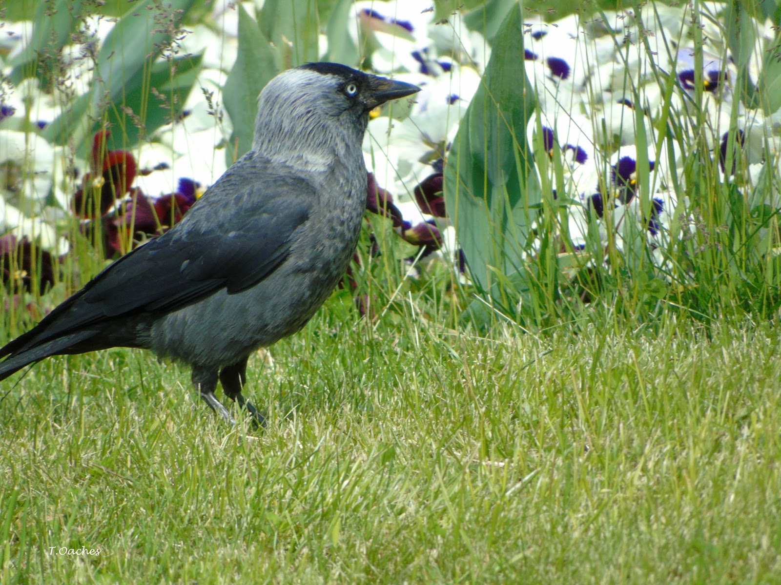PASARI DIN ROMANIA: STANCUTA, Corvus monedula
