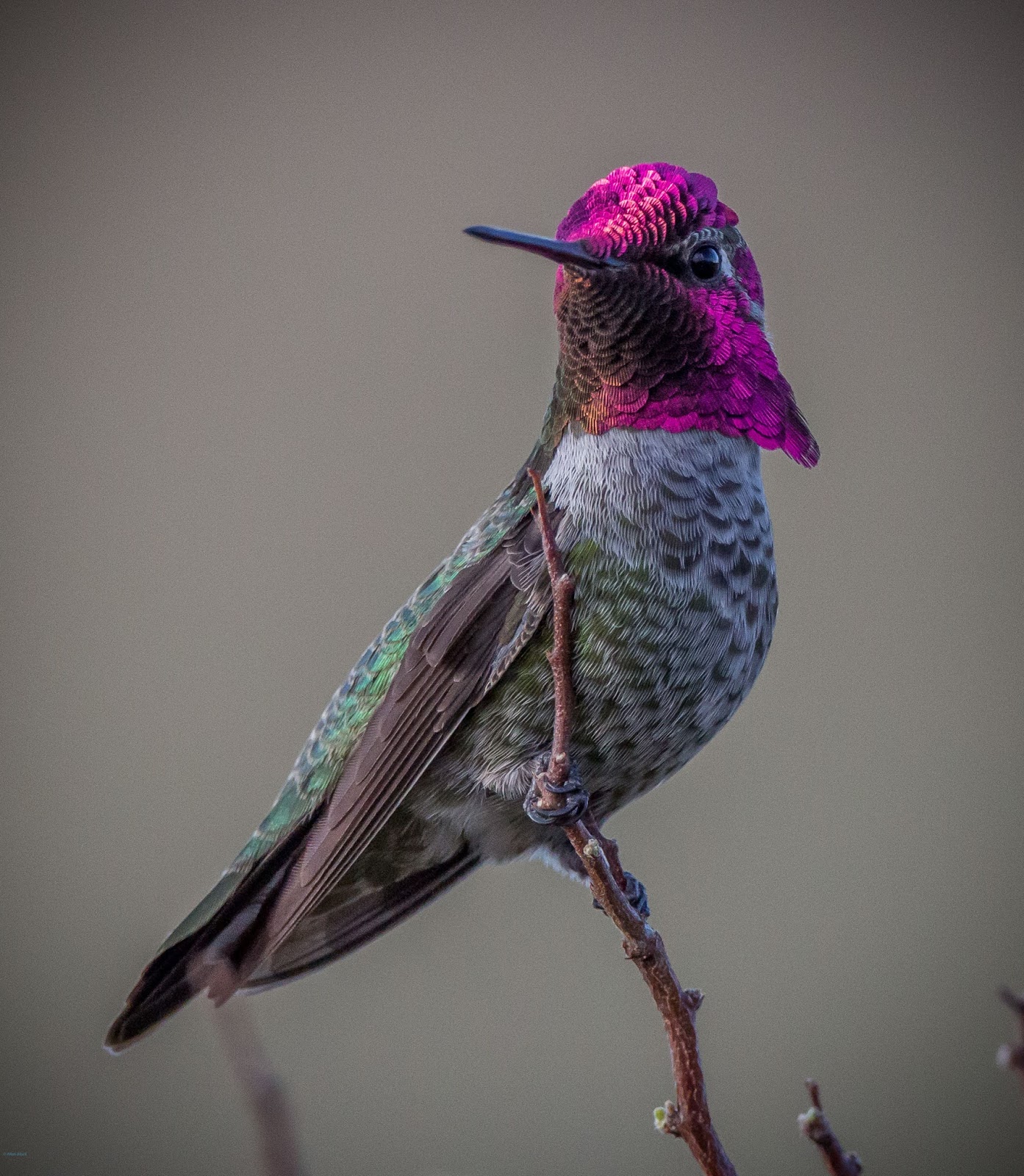 Feather Tailed Stories: Costa's & Anna's Hummingbirds