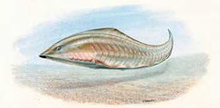 Life Before the Dinosaurs: Haikouichthys.