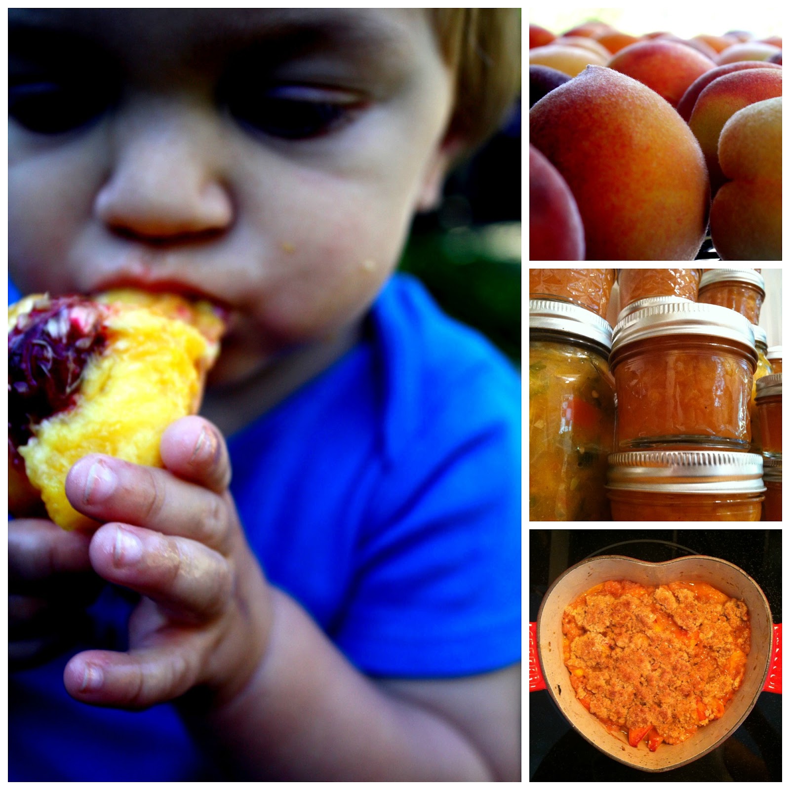 The Frugal Mama Files: A Napa Valley Peach Harvest