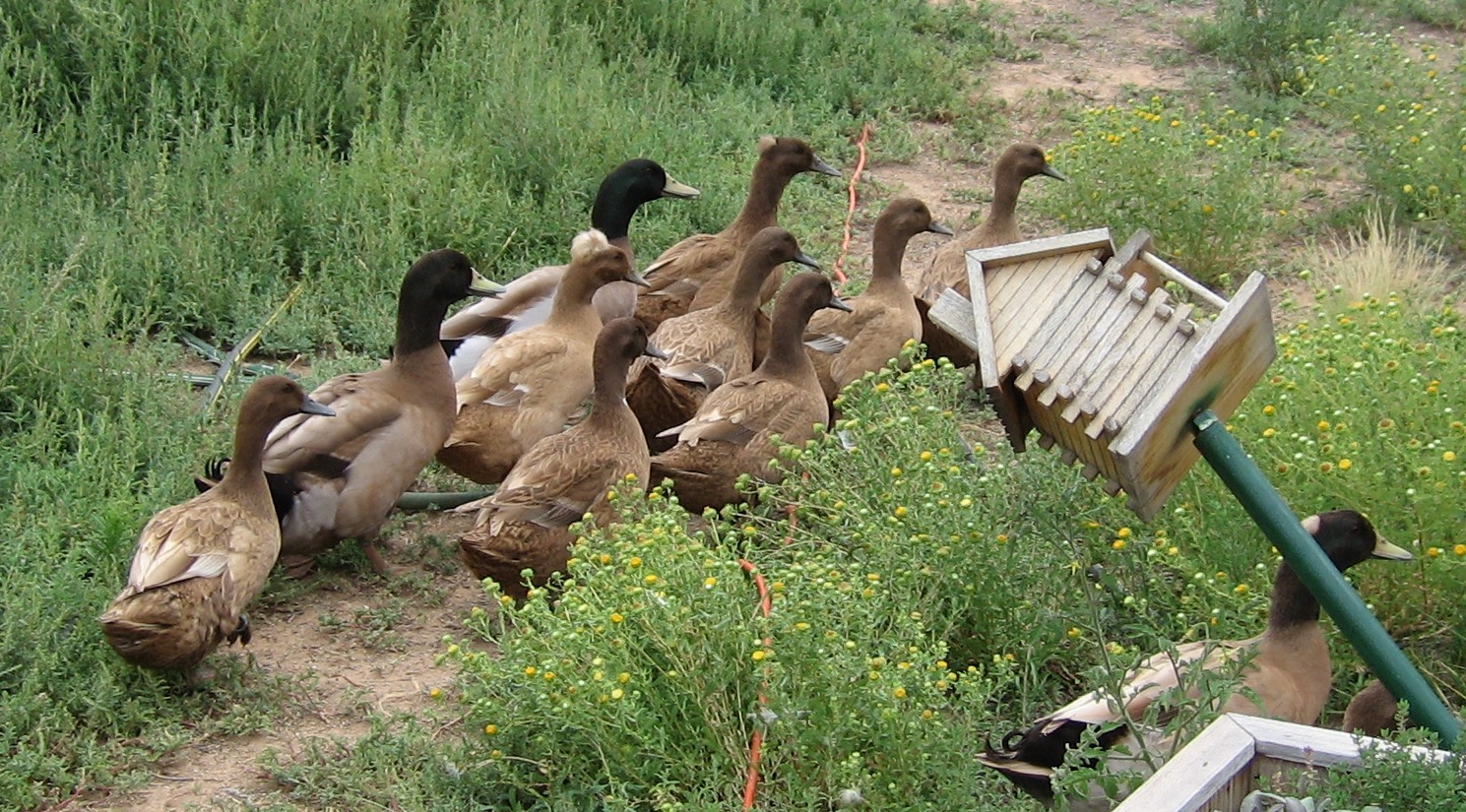 Raising Khaki Campbell Ducks