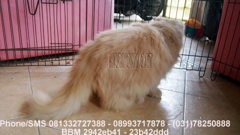 KUCING JANTAN PIGNOSE,PEAKNOSE,PESEK EXTREEM SUPER JUMBO ( LIMIT ...