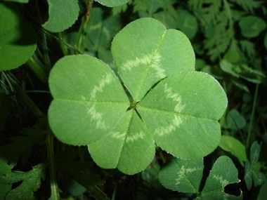 Wikipedia: Czterolistna koniczyna