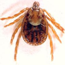 Clínica Veterinaria 20 de Abril: Babesiosis (enfermedad de la Garrapata)