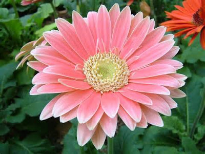 Gerbera Jamesonii Cultivars