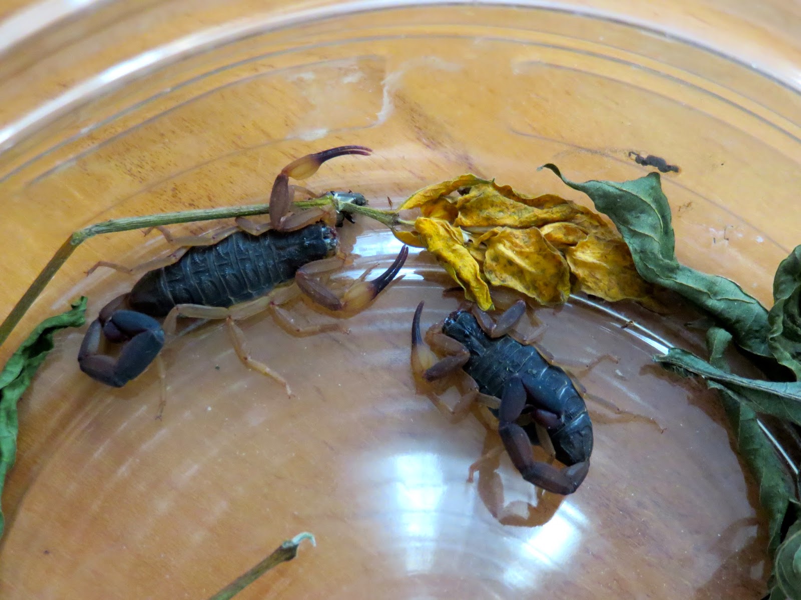 Stoney Family Panama Adventure: MONICA GETS STUNG BY A SCORPION