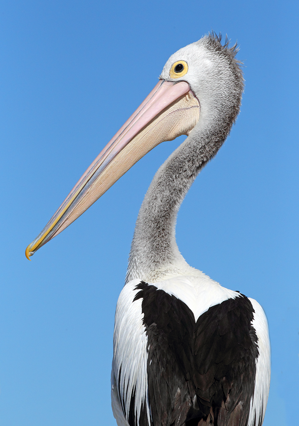 Top Flight Nature Photography: Kangaroo Island through the lens