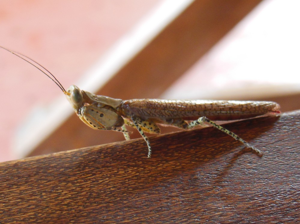 Maasai-World: Insects of Kenya