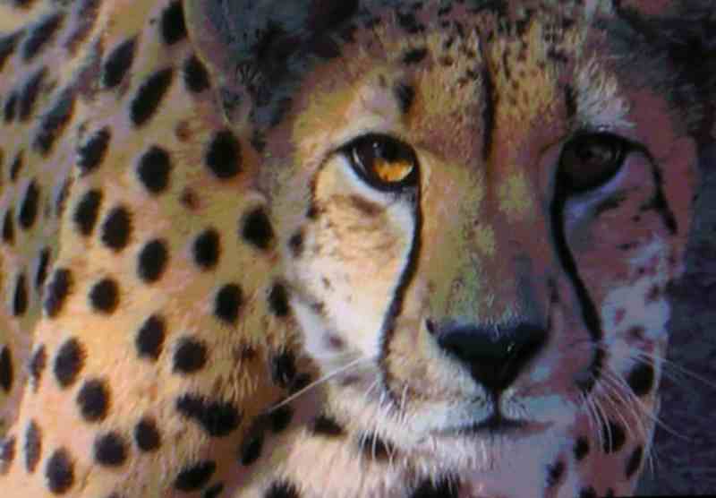 Tales of the modern world: Deadly animals that you could easily take in ...