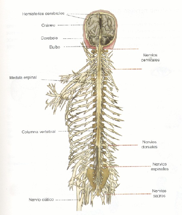 HUMAN BODY FISIOLOGY