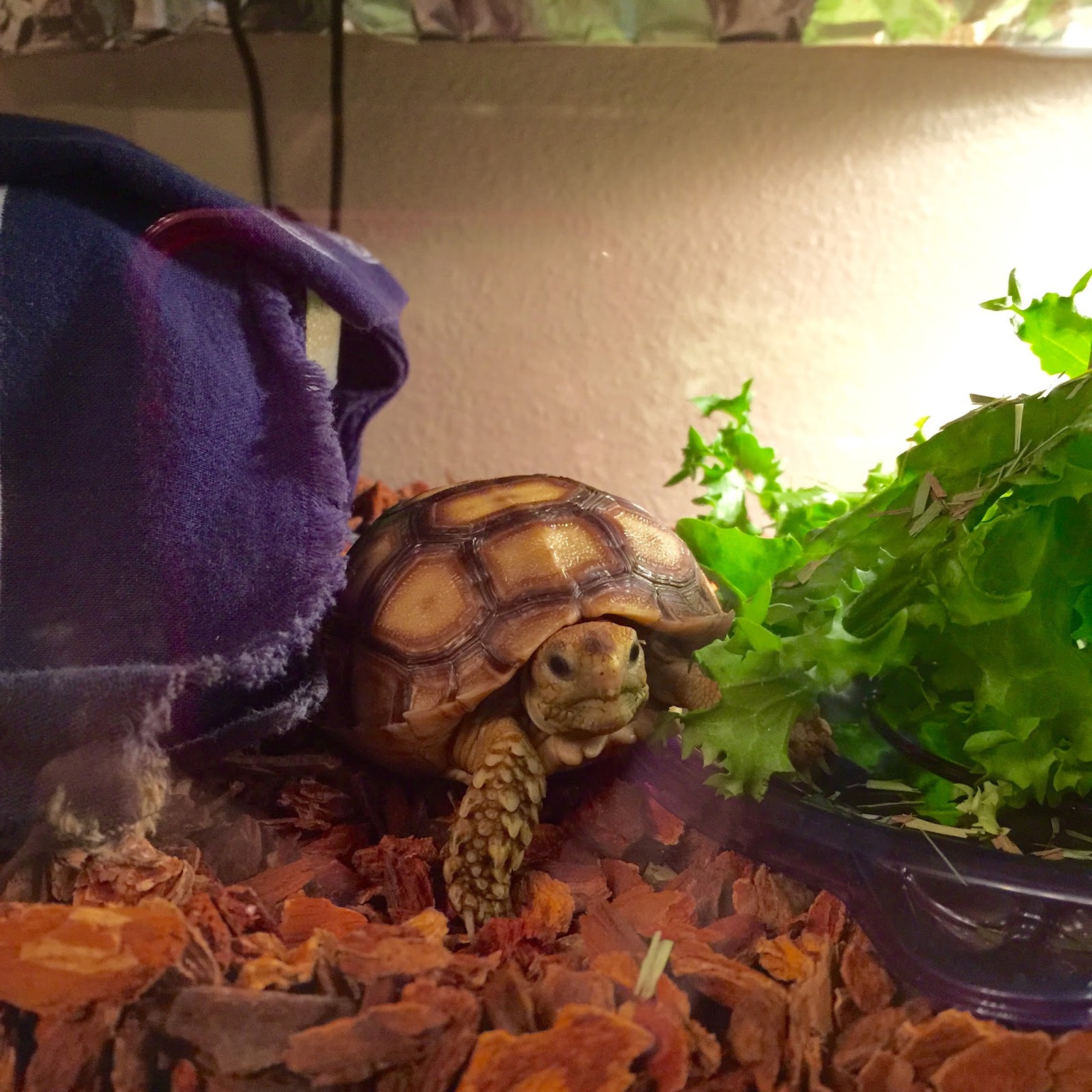 It's All About the Herps