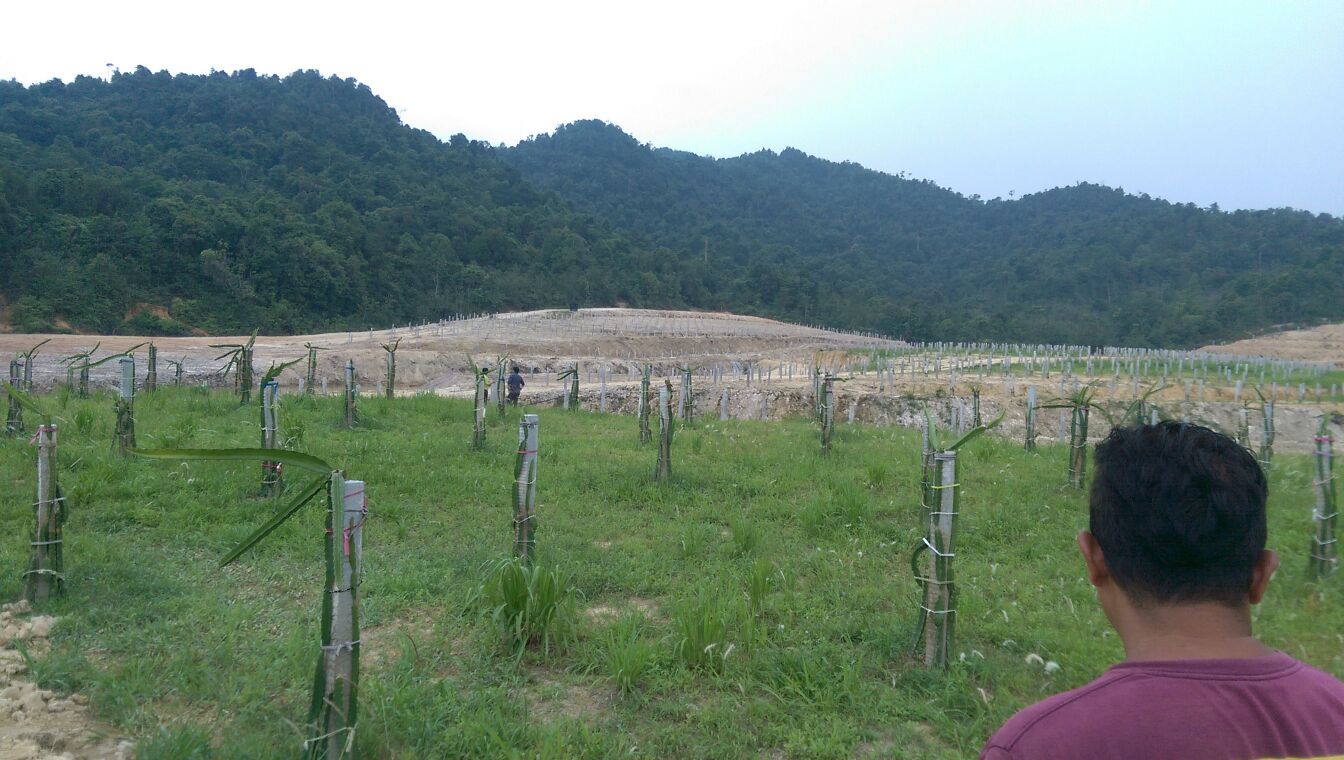 Cili Fertigasi - Bagaimana Tanam Cili Fertigasi: Tiang Konkrit 6 kaki ...