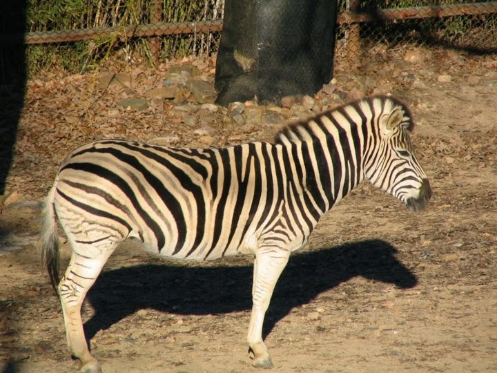 Conceiving Piper: Piper's First Zooventure