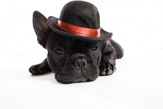 Fotos de perritos con sombreros - Imagui