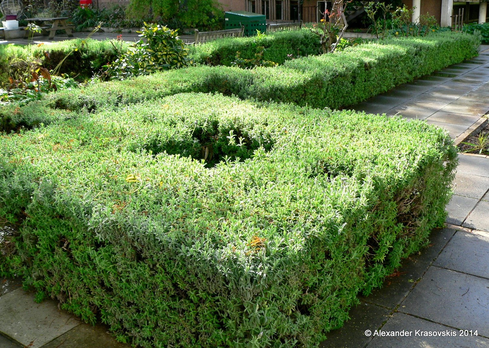 Aggregata Plants & Gardens: How to create and maintain a lavender hedge