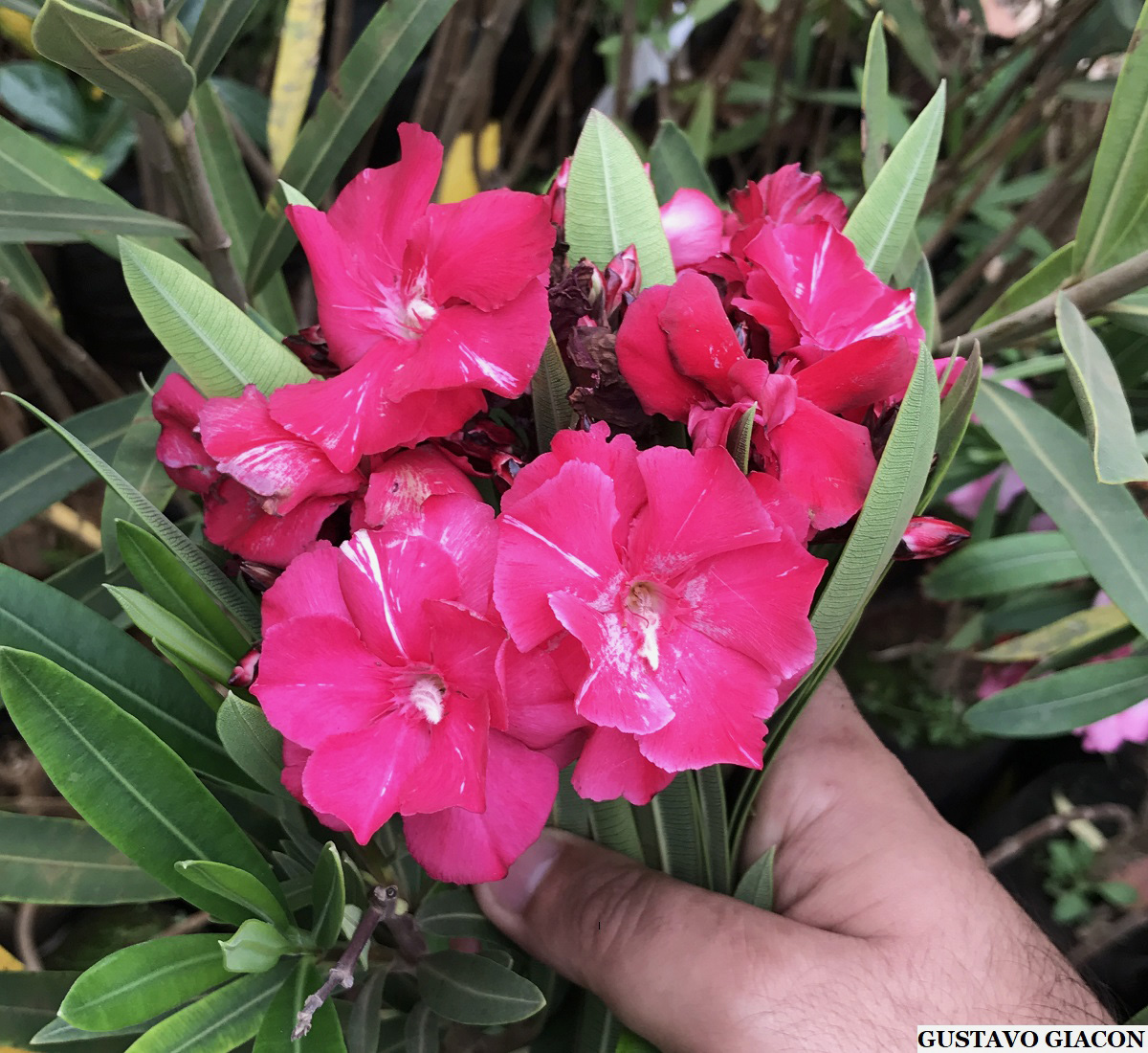 Viveiro Ciprest - Plantas Nativas e Exóticas: Espirradeira Vinho Dobrada ( Nerium oleander )