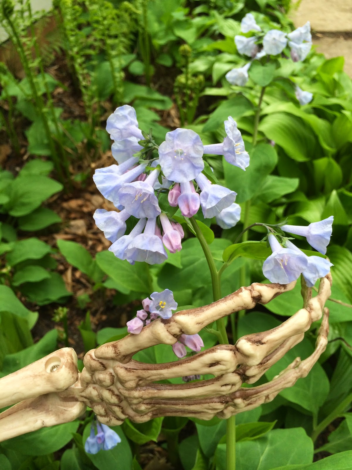 Calamitous Botanicus : Flowers Bloom & Burt Gets to Work