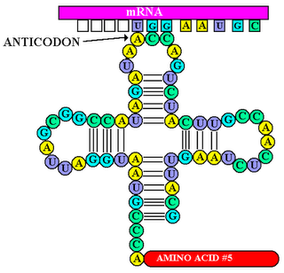 ARN de transferencia: Funcion