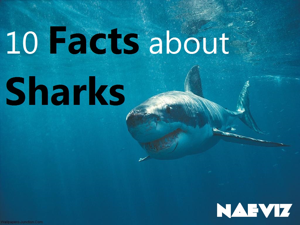 10 Facts about Sharks - Naeviz
