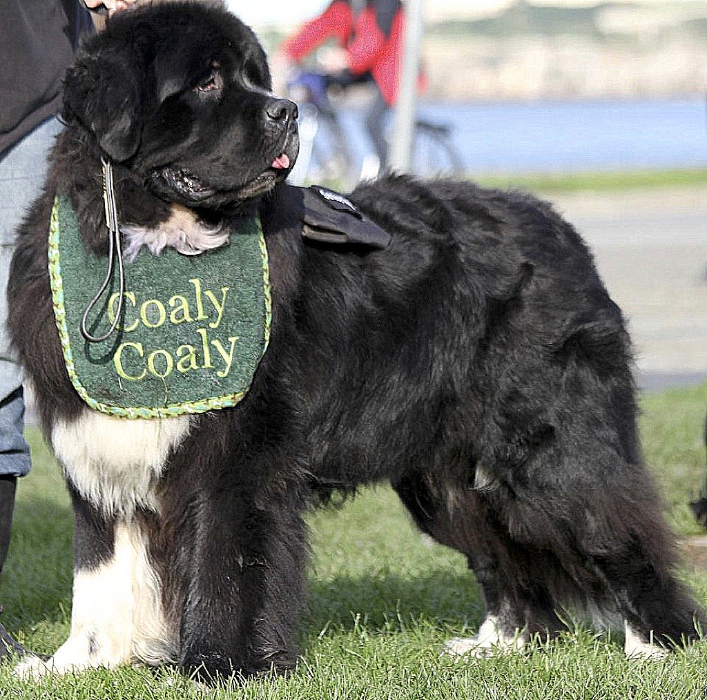 Meet The Karazans: Lost Irish Spotted Newfoundland
