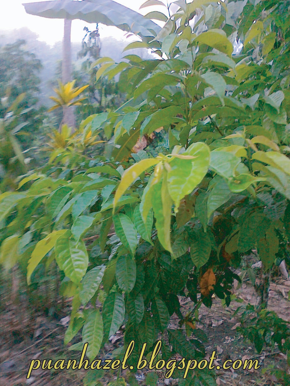 Hari hari yang ku lalui...: Khazanah dari Kampung