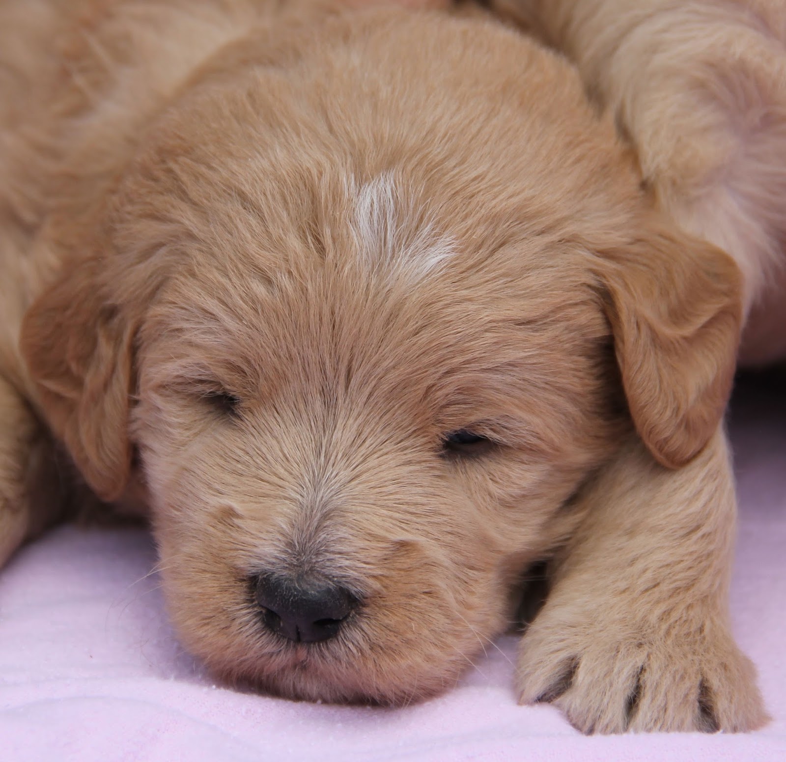 Yesteryear Acres - Doodle Days : Monday's Cute Puppy Faces