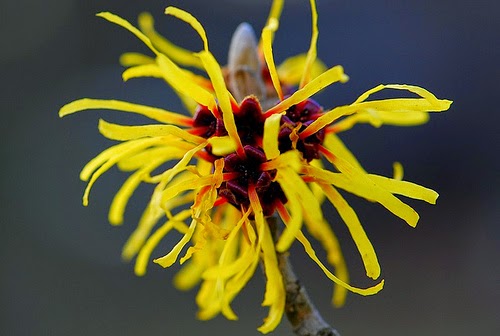 Witch Hazel Tea Benefits ~ Healthy Tea 101