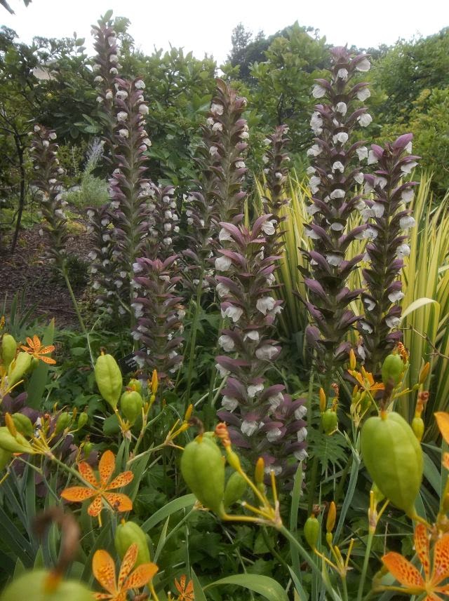 Future Plants by Randy Stewart: Acanthus